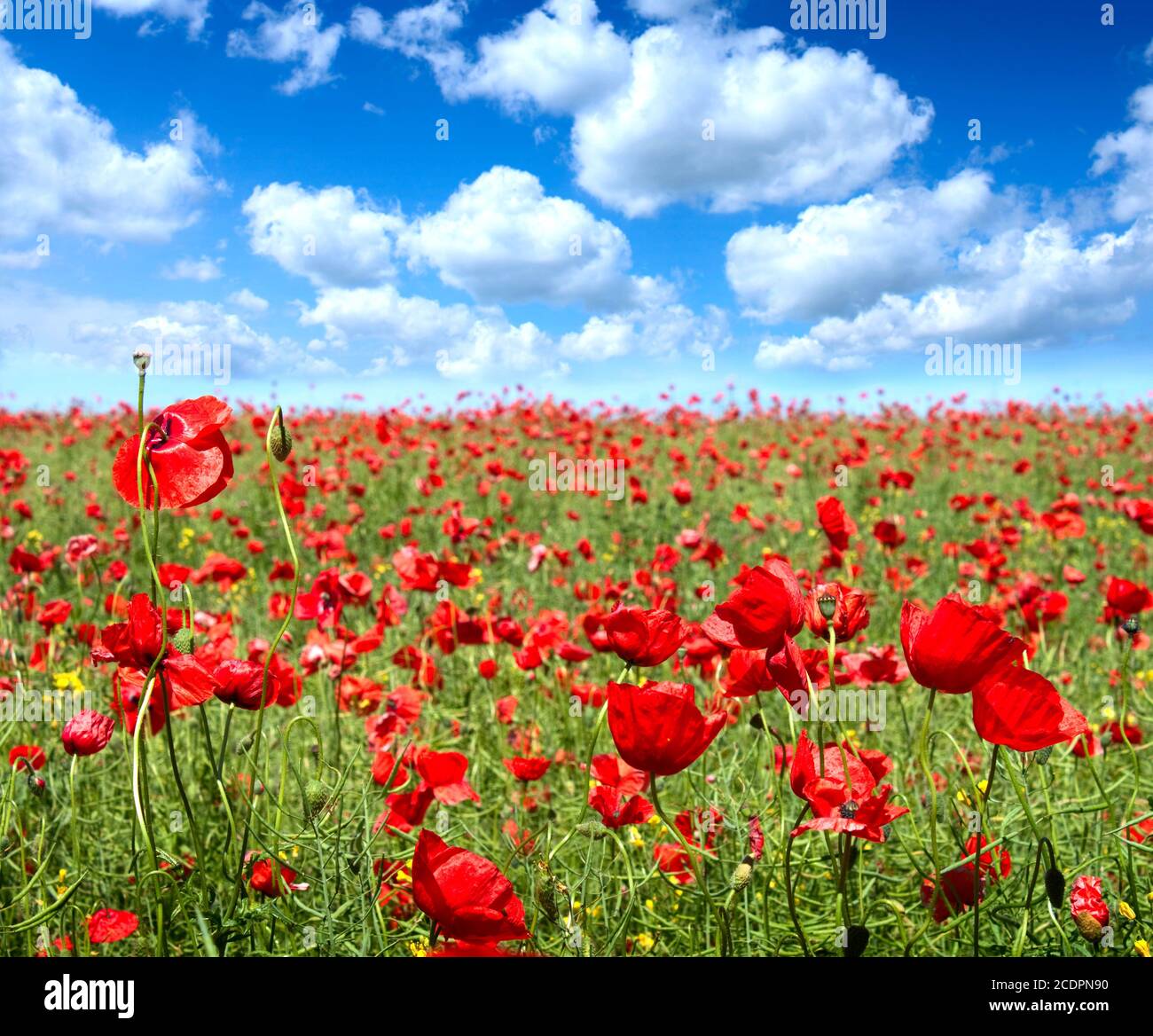 Perfect poppy hi-res stock photography and images - Alamy