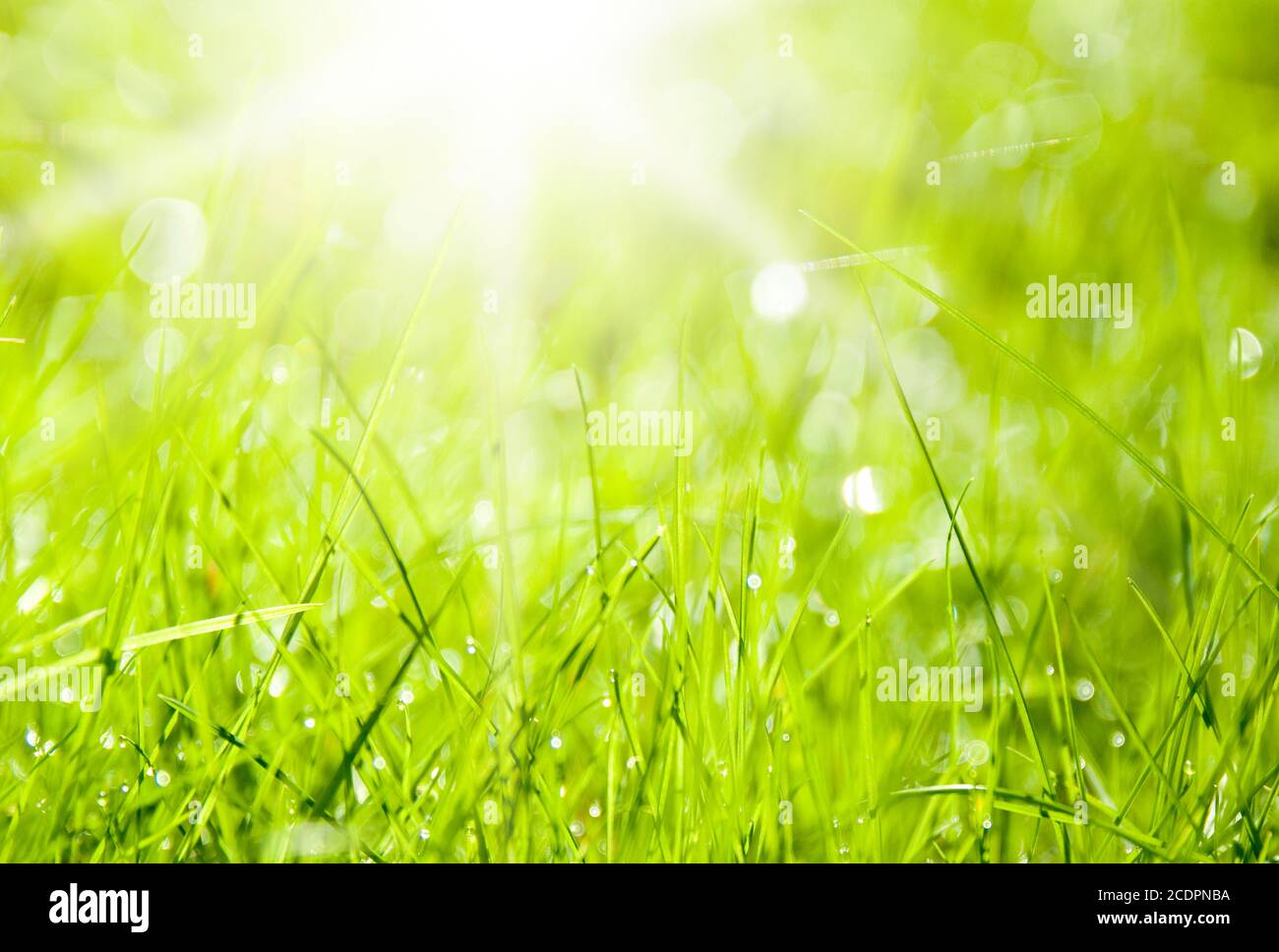 Abstract background with sun and green grass Stock Photo - Alamy