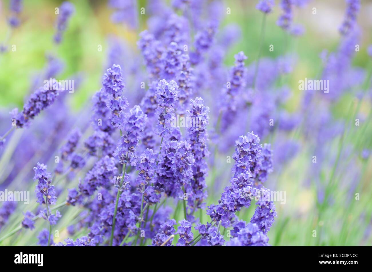 Lavender flowers in soft focus, pastel colors and blurred background ...