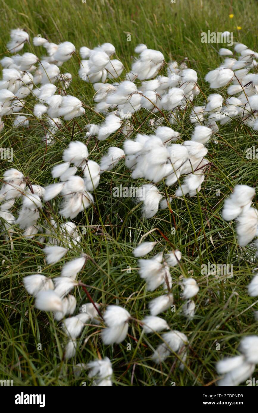 Woolly grass on Iceland Stock Photo - Alamy