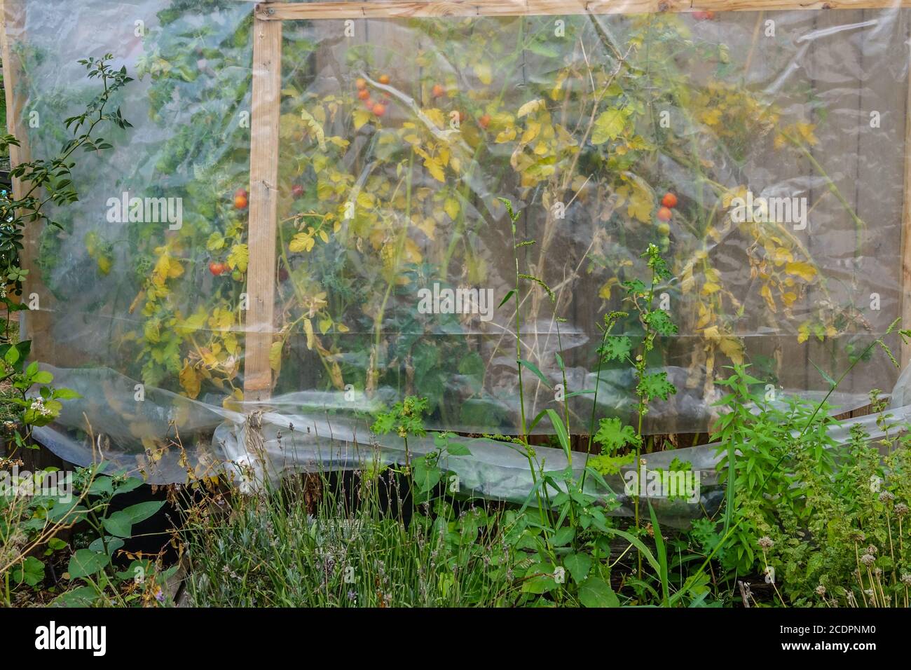 Greenhouse tomatoes hi-res stock photography and images - Alamy
