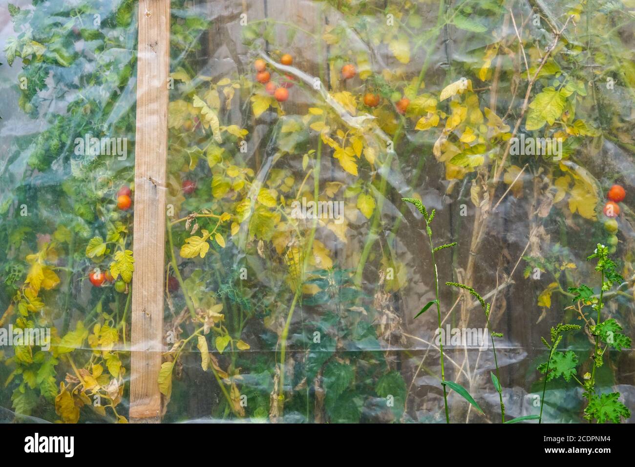 Greenhouse garden hi-res stock photography and images - Alamy
