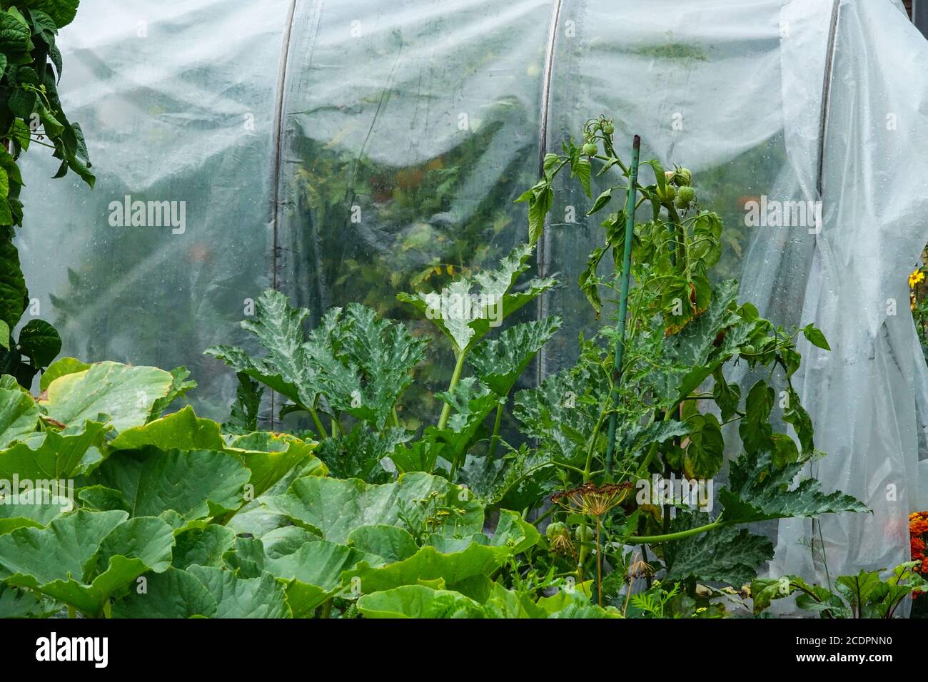 Greenhouse garden hi-res stock photography and images - Alamy