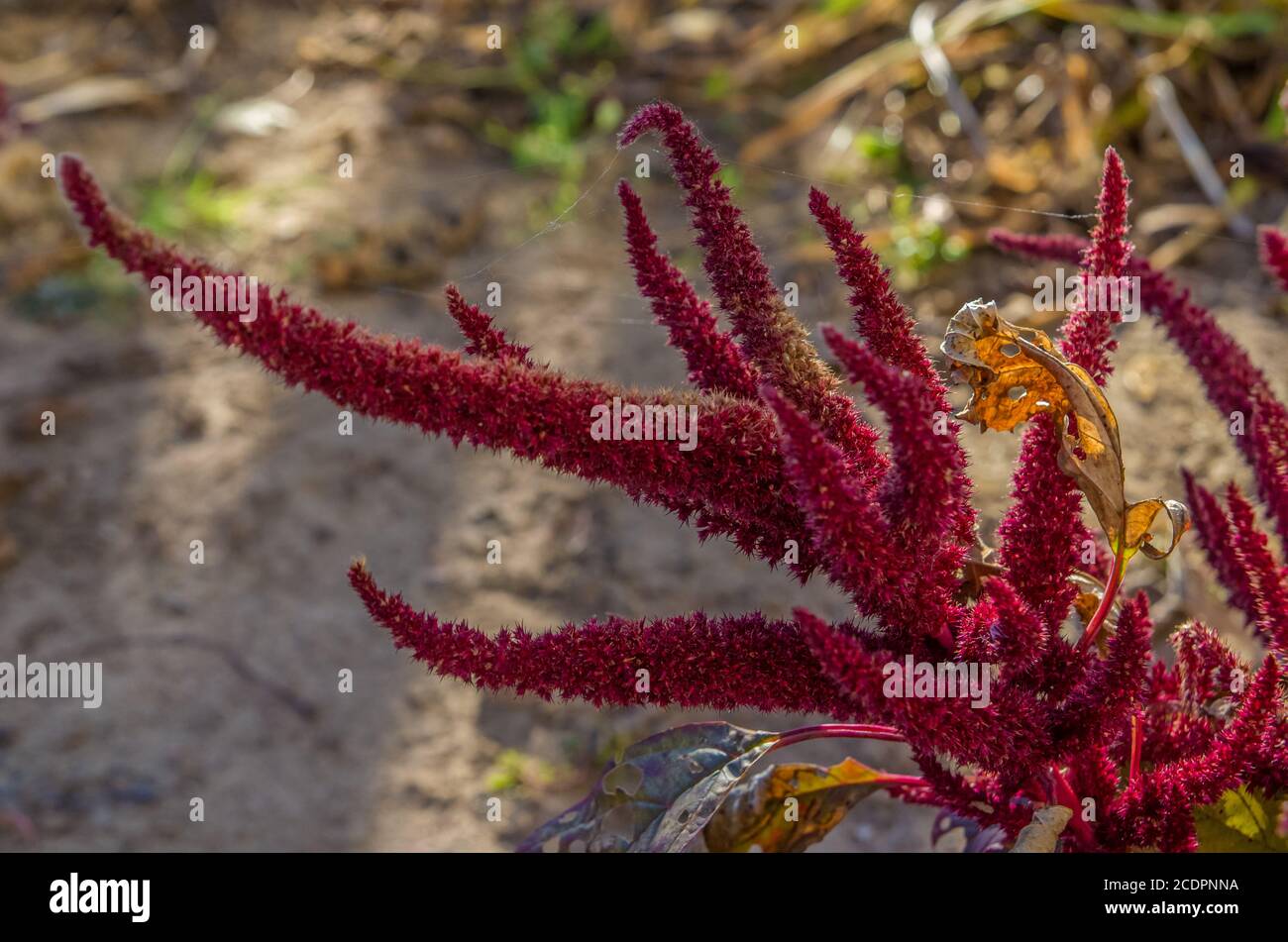 Maroon background wallpaper hi-res stock photography and images - Alamy