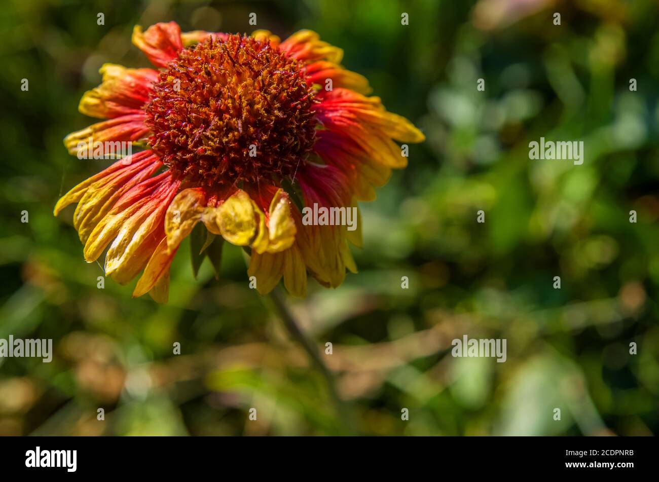 Colorful autumn flower, helenium Stock Photo - Alamy