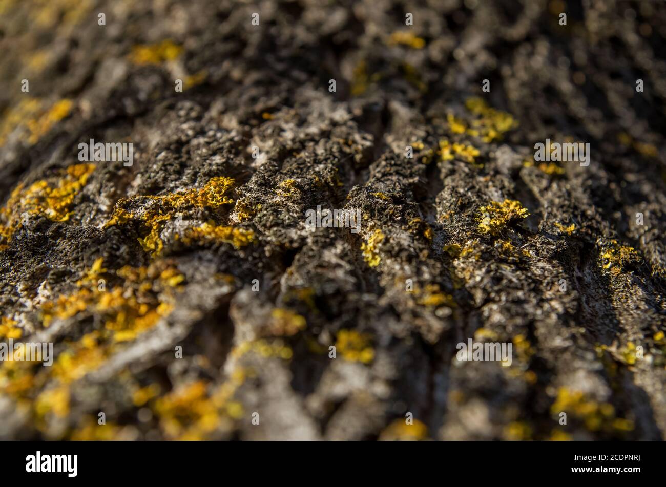 old wood tree bark texture with green moss Stock Photo - Alamy