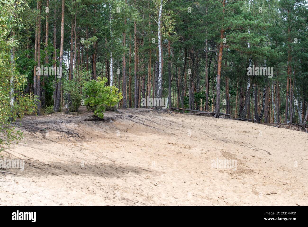 forest on edge of sand dune Stock Photo - Alamy