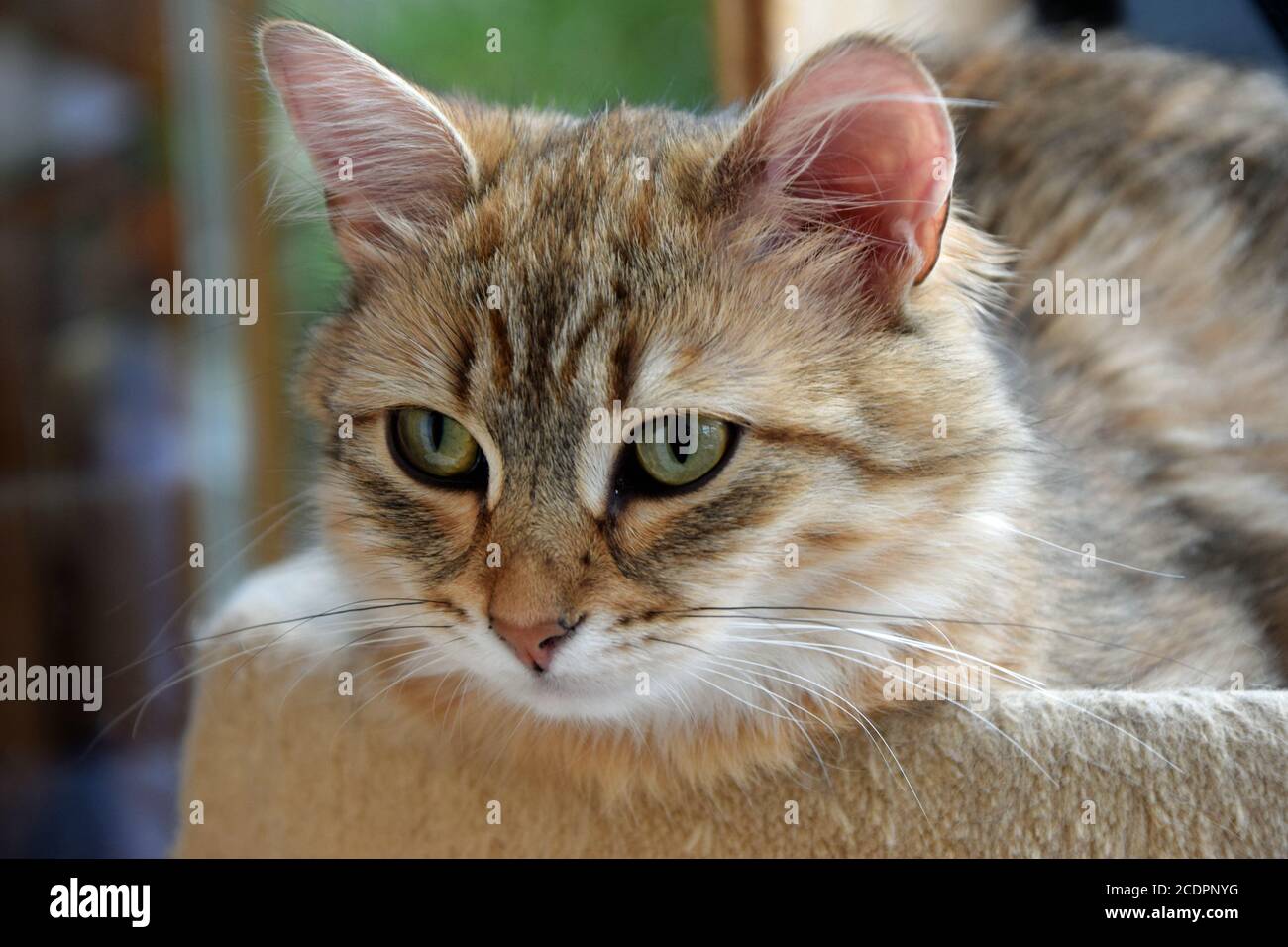 Siberian Forest Cat Stock Photo - Alamy