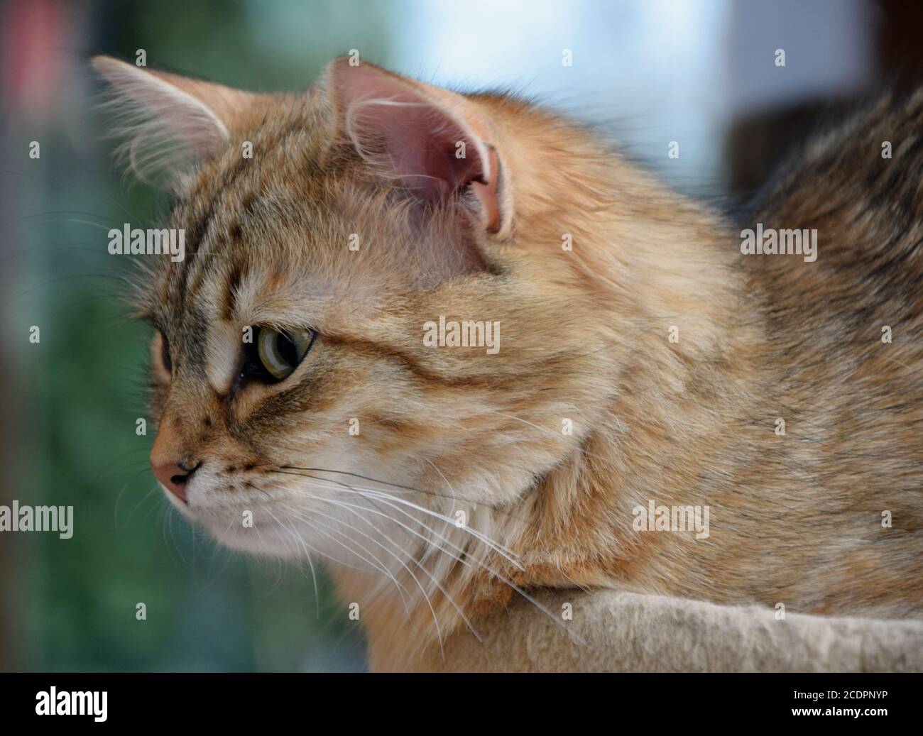 Siberian Forest Cat Stock Photo - Alamy