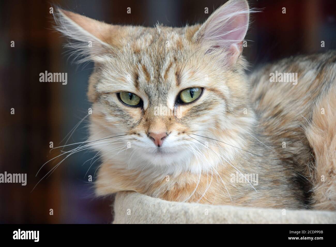 Siberian Forest Cat Stock Photo - Alamy