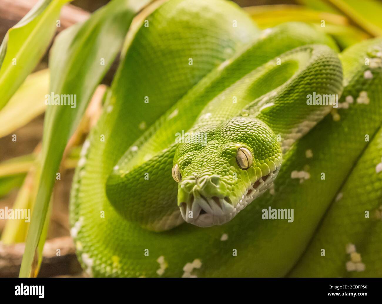 Green tree python (Morelia viridis) snake, native to New Guinea and ...