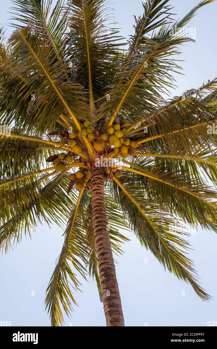 KHAO PILAI BEACH, THAILAND - 2015 February. Palm tree on the beach ...