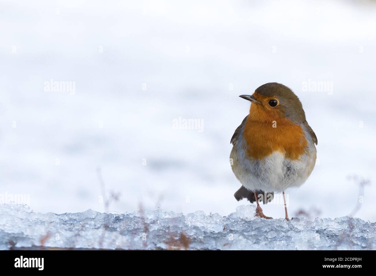 Christmas Robin High Resolution Stock Photography and Images - Alamy