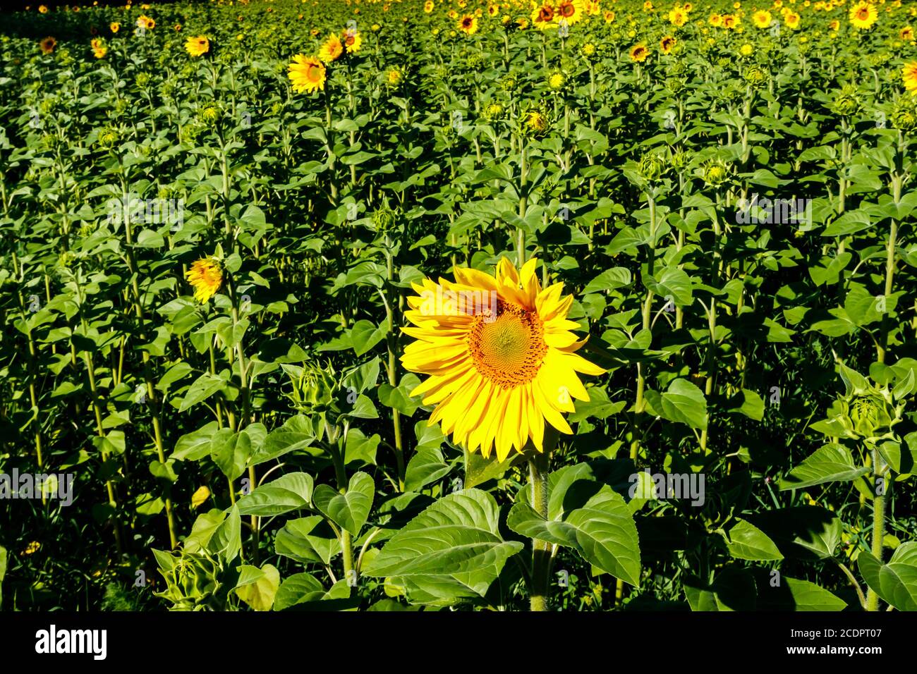 Big field of blooming yellow sunflowers at summer Stock Photo - Alamy