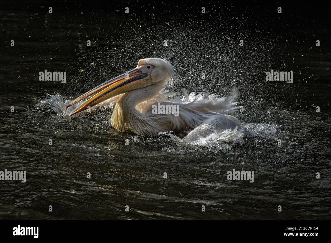 Splish splash hi-res stock photography and images - Alamy
