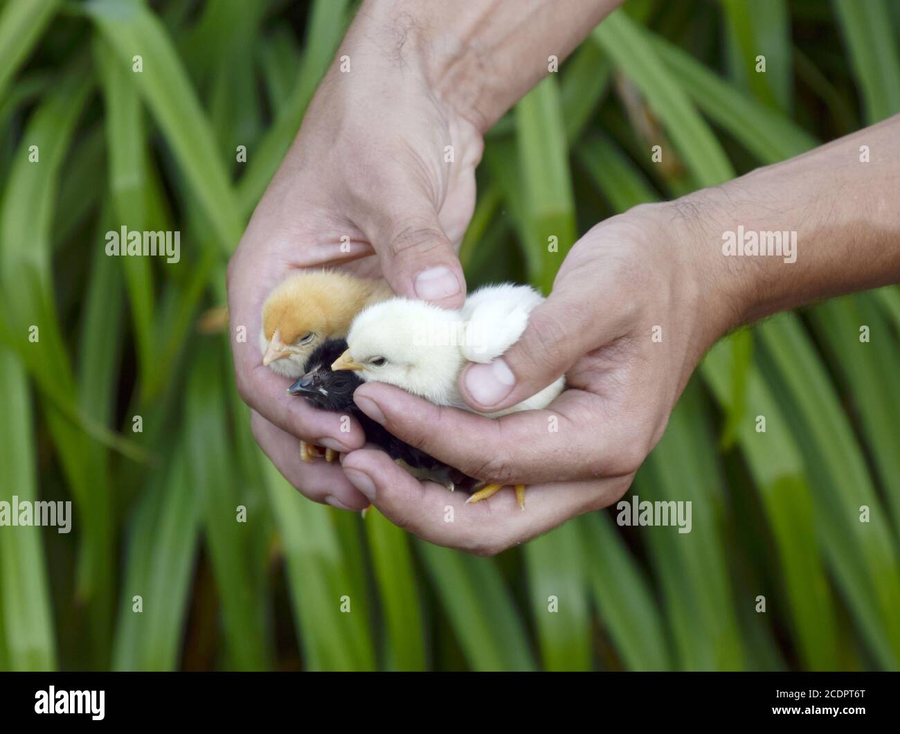 Hands holding chicken hi-res stock photography and images - Alamy