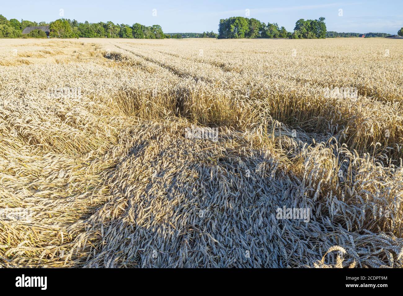 Amazing view on wheat field in august. Agriculture concept. Sweden ...