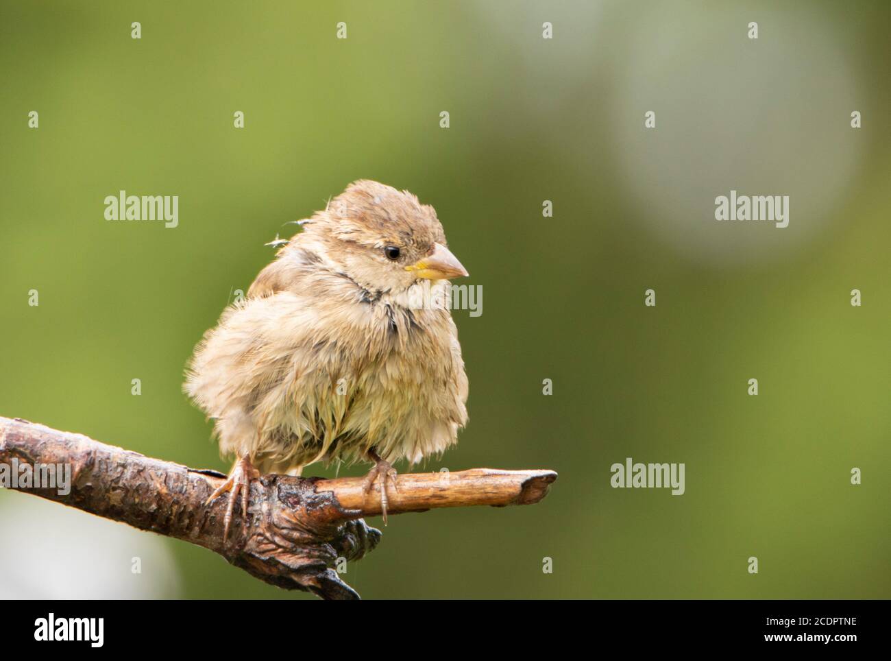 Claws Bird Close Up High Resolution Stock Photography and Images - Alamy