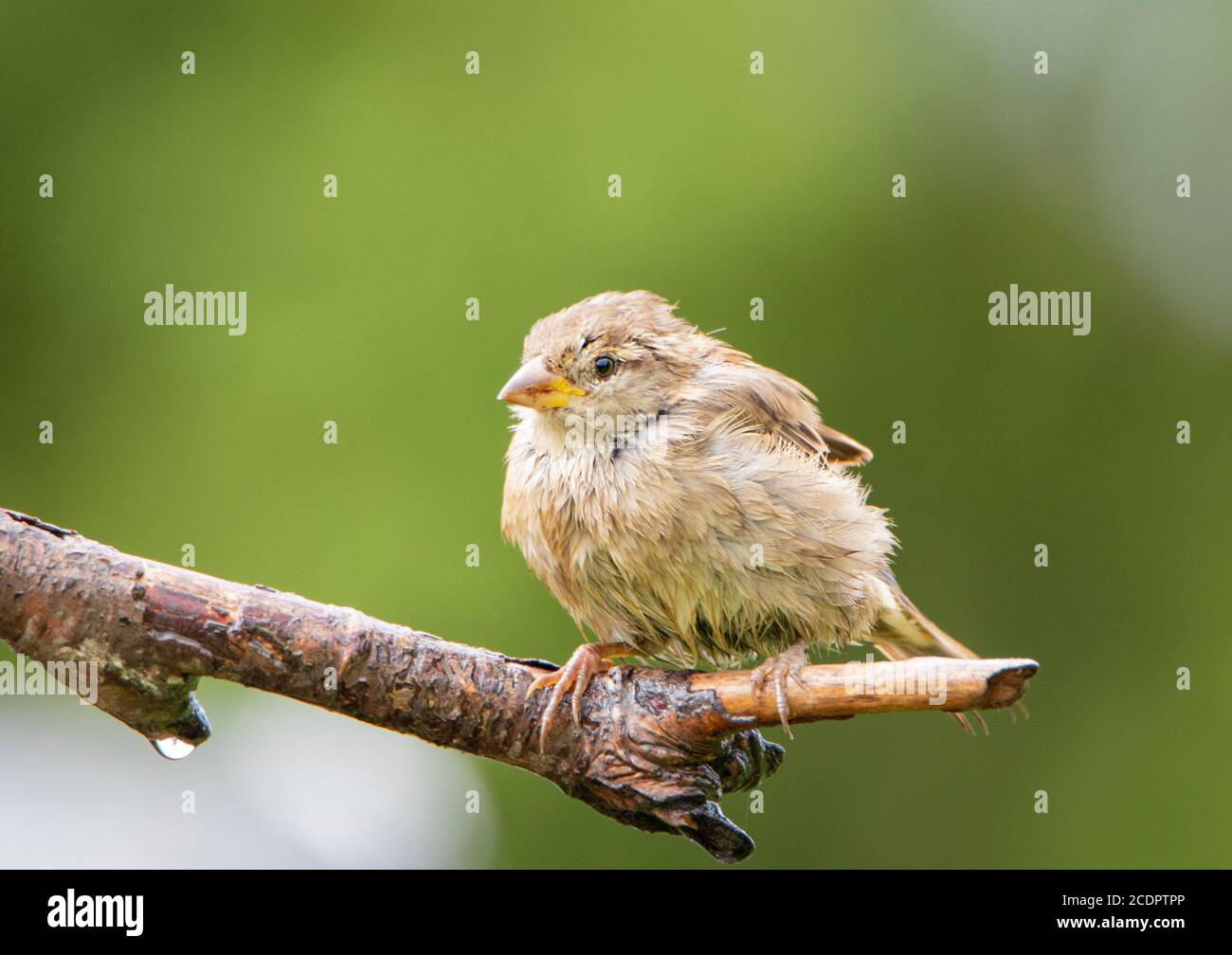 Claws Bird Close Up High Resolution Stock Photography and Images - Alamy