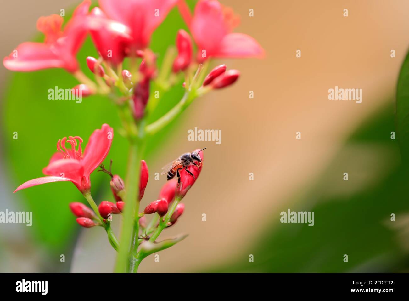 Honey Bee Hug - close-up of a bee hugging a flower Stock Photo - Alamy