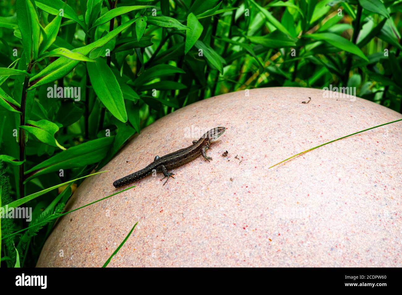 Lizard beetle hi-res stock photography and images - Alamy