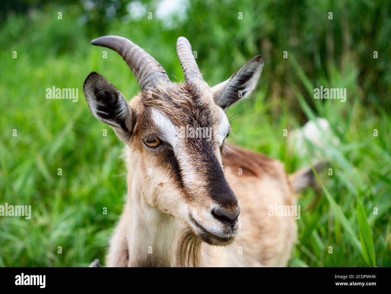 Two goats standing on meadow hi-res stock photography and images - Alamy