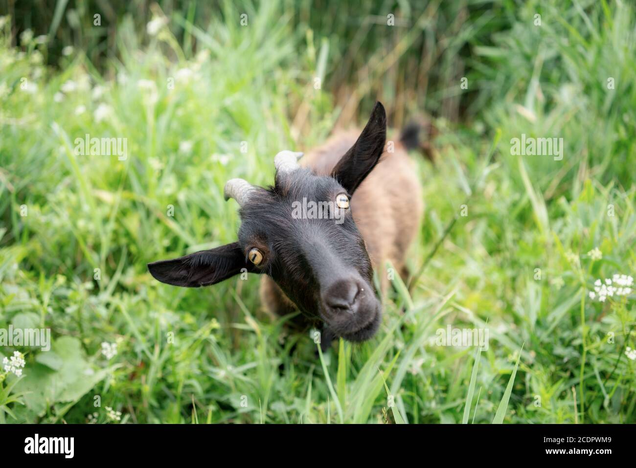 Goat without horns hi-res stock photography and images - Alamy