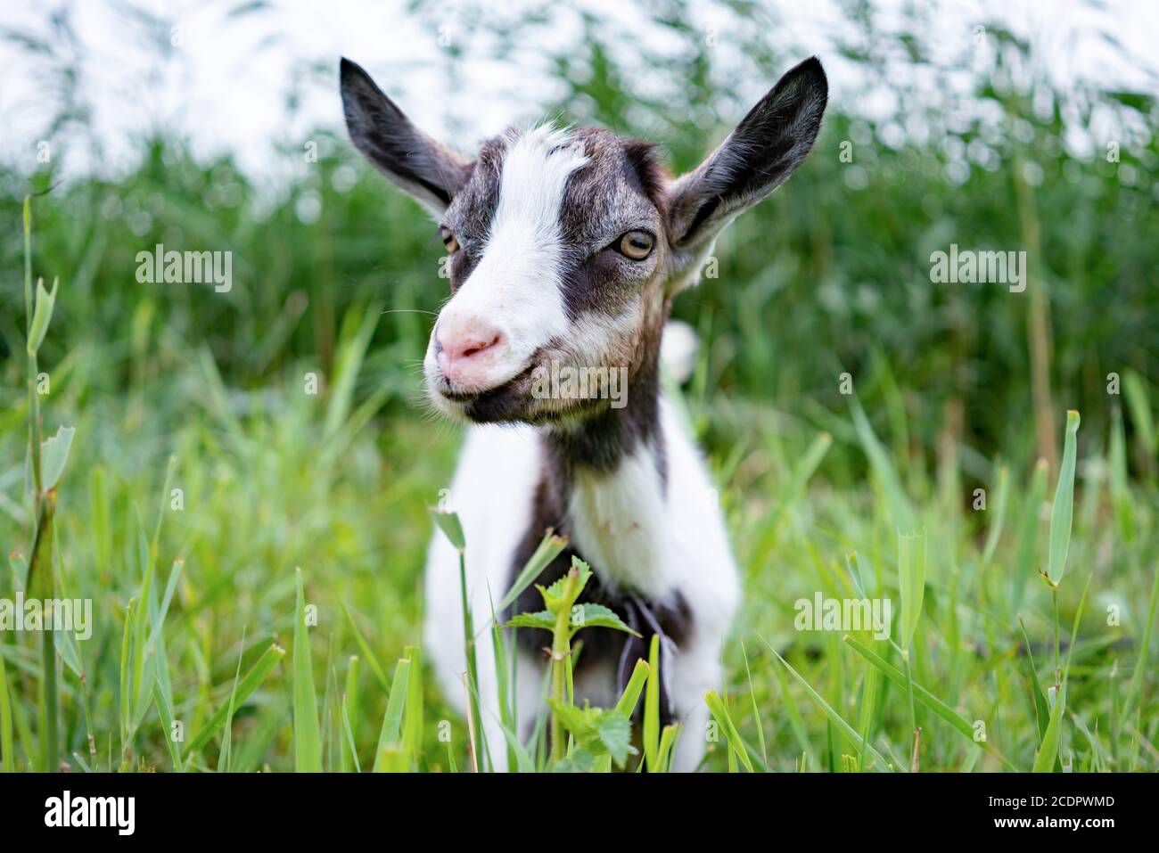 Domestic white and gray goat standing on leash in pasture, enjoying ...