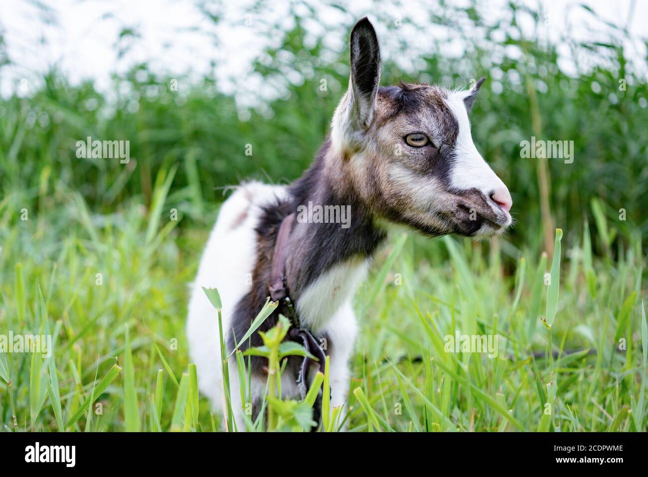 Domestic white and gray goat standing on leash in pasture, enjoying ...