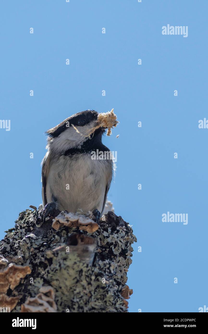Black capped chickadees hi-res stock photography and images - Alamy