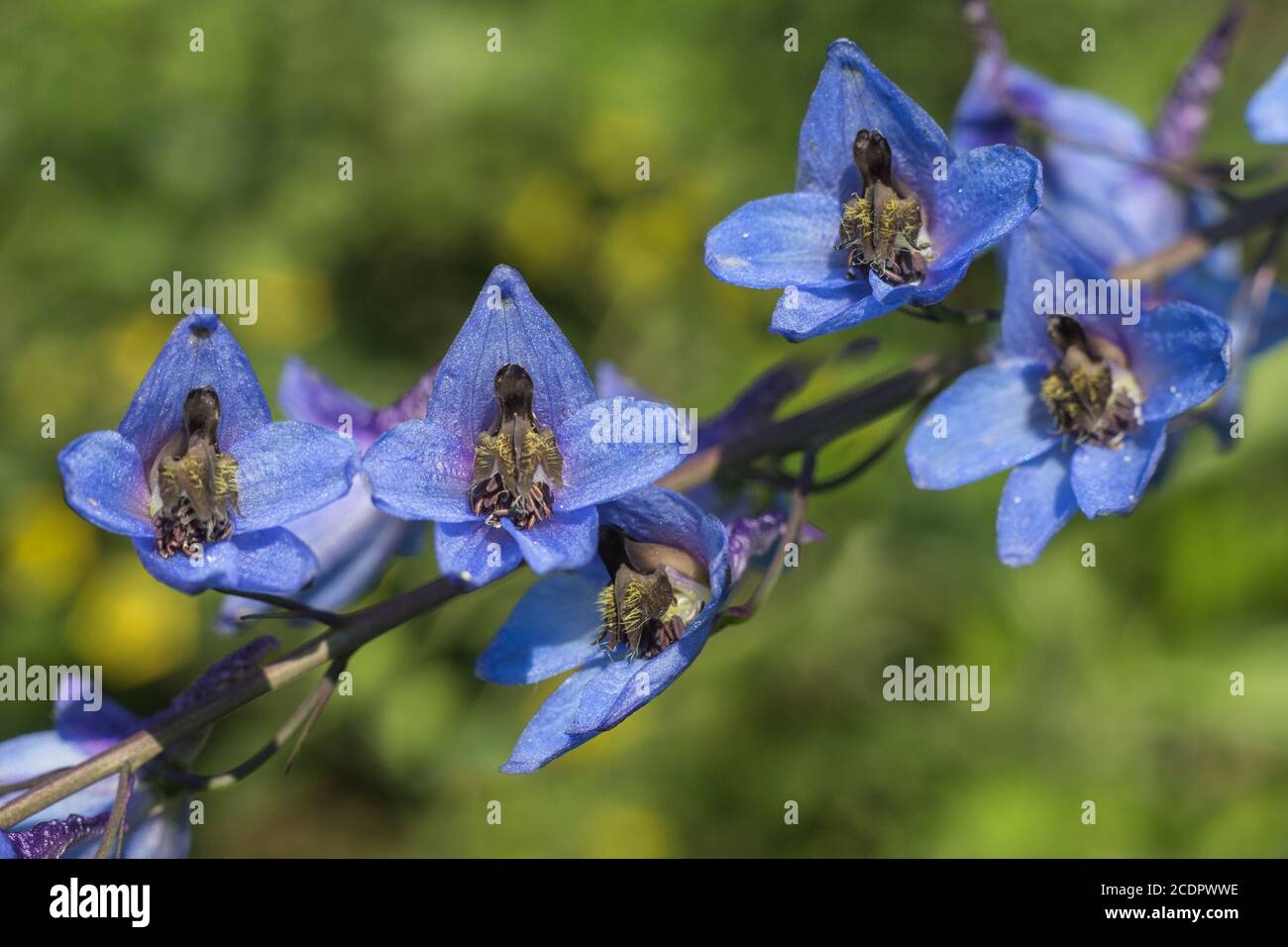 Delphinium elatum garden hi-res stock photography and images - Alamy