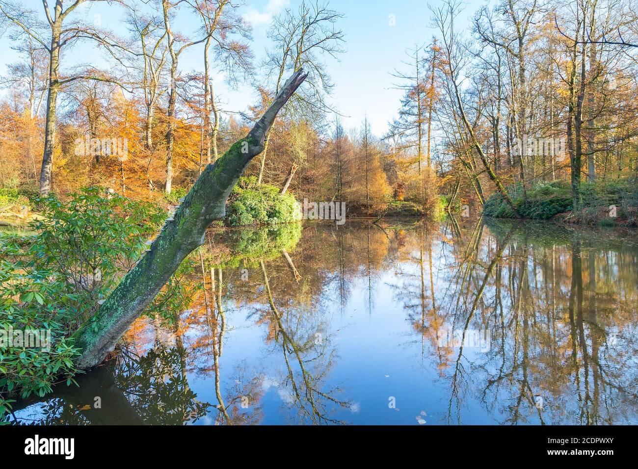 Pond landscape forest hi-res stock photography and images - Alamy