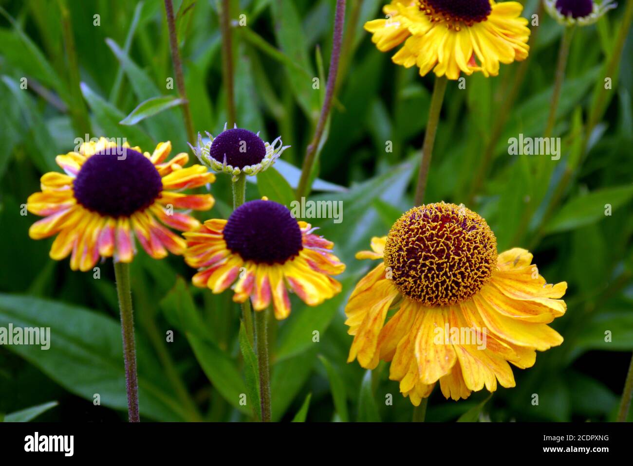 Yellow Helenium 'Butterpat' (Sneezeweeds) Flowers grown in a border at ...