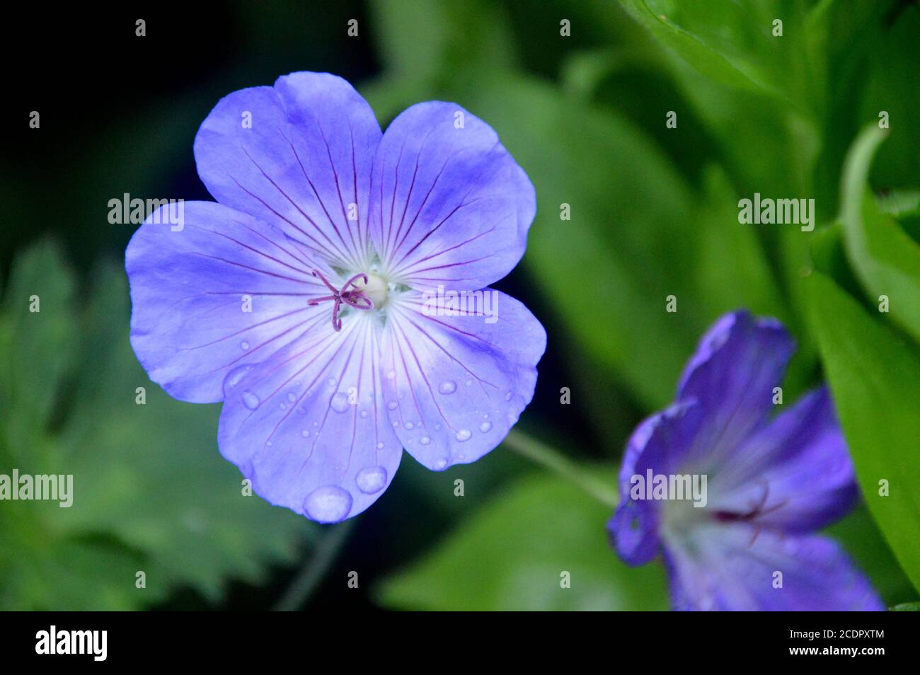 Geranium rozanne garden border hi-res stock photography and images - Alamy