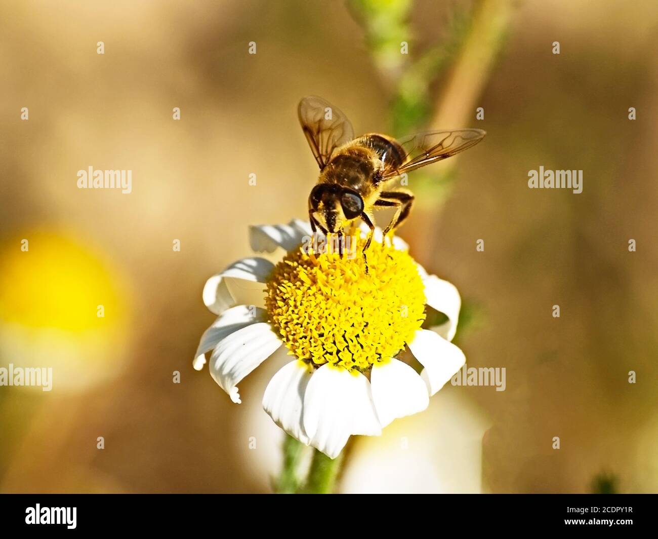 Bee pollinating yellow daisy hi-res stock photography and images - Alamy