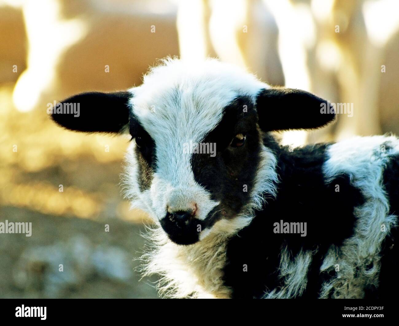 White lamb hi-res stock photography and images - Alamy
