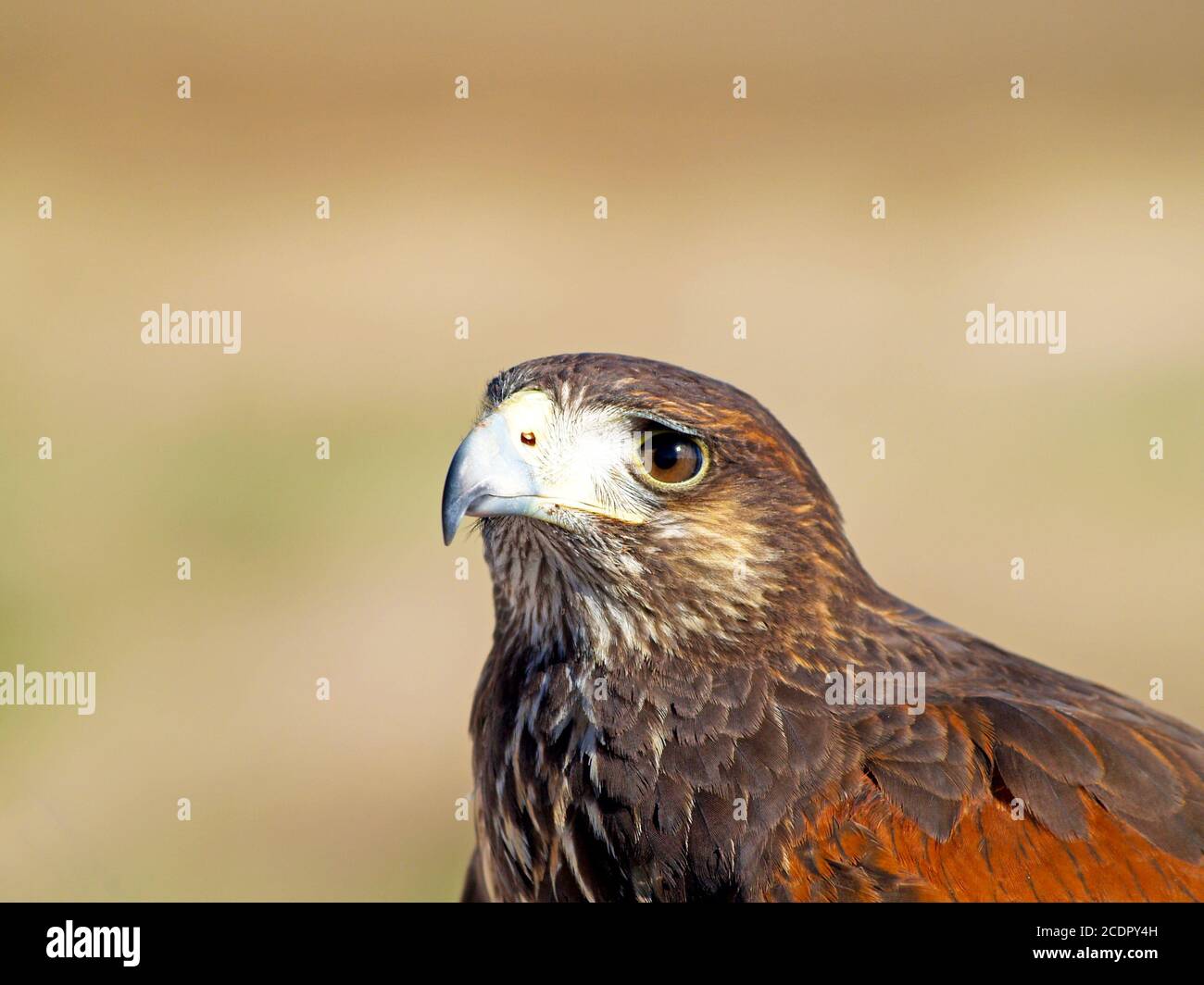 Parabuteo unicinctus - Portrait of Harris falcon on a fair falconry ...