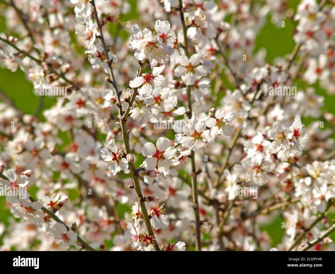 Flowering fruit tree in springtime Stock Photo - Alamy
