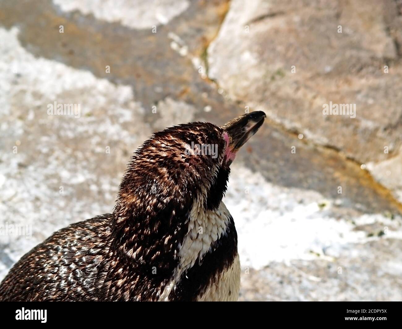 Peguin on a zoology park Stock Photo - Alamy