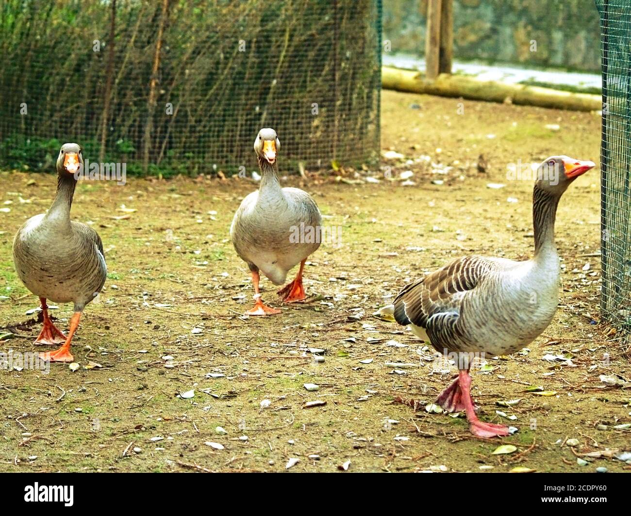 Geeses on a spanish village Stock Photo - Alamy