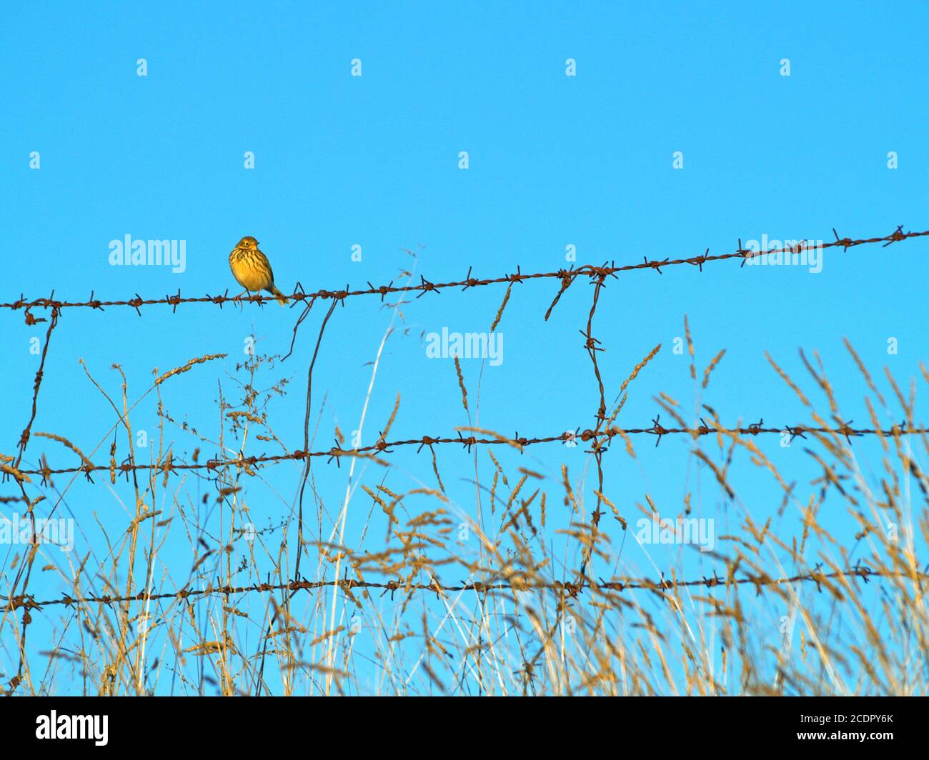 Melody bird hi-res stock photography and images - Alamy