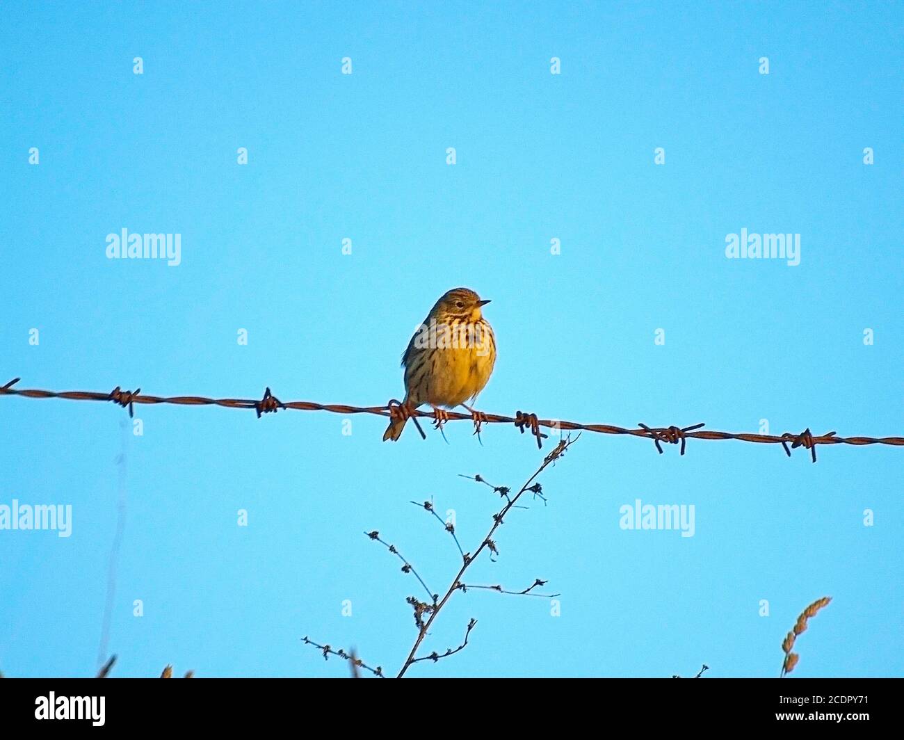 Bird on a barbed wire Stock Photo - Alamy