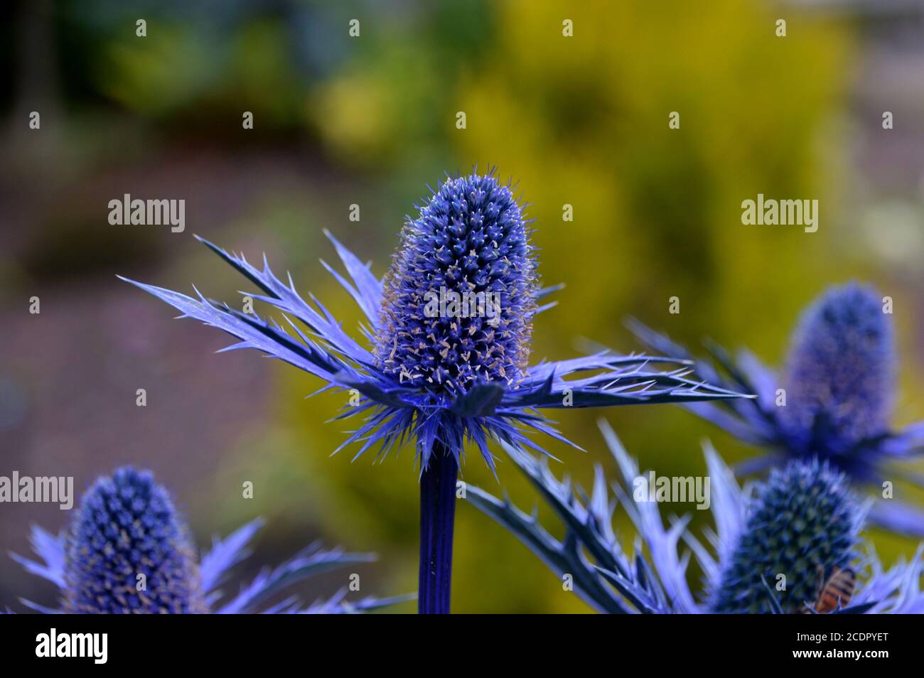 Eryngium x zabelii 'Big Blue' (Sea Holly) Thistle grown in a border at ...