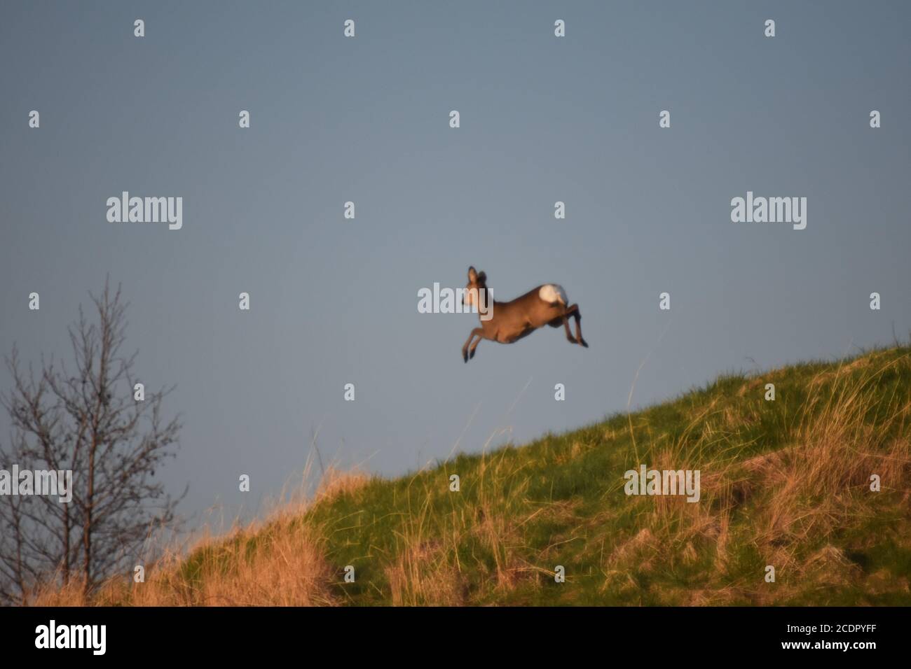 Deer leaping hi-res stock photography and images - Alamy