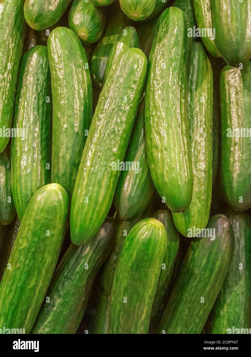 Cucumbers. Cucumber harvest. Many green cucumbers. Cucumber background ...