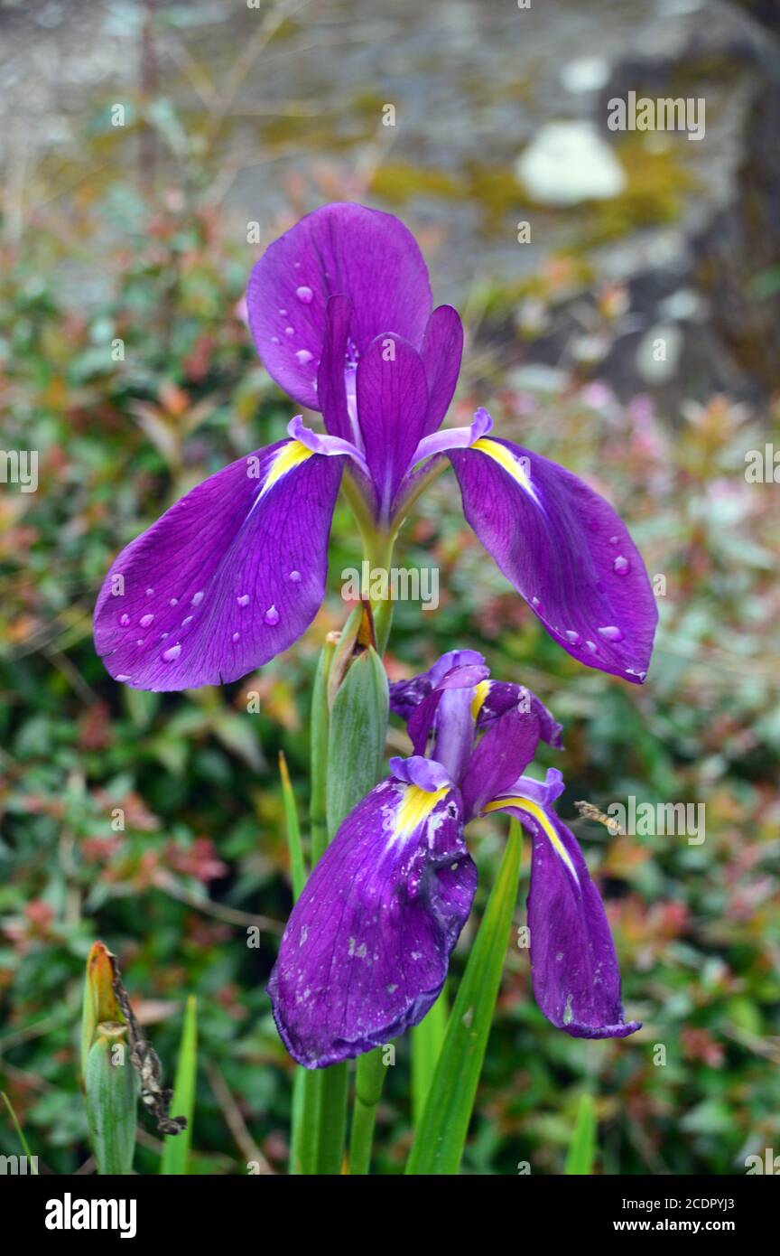 Water iris hi-res stock photography and images - Alamy