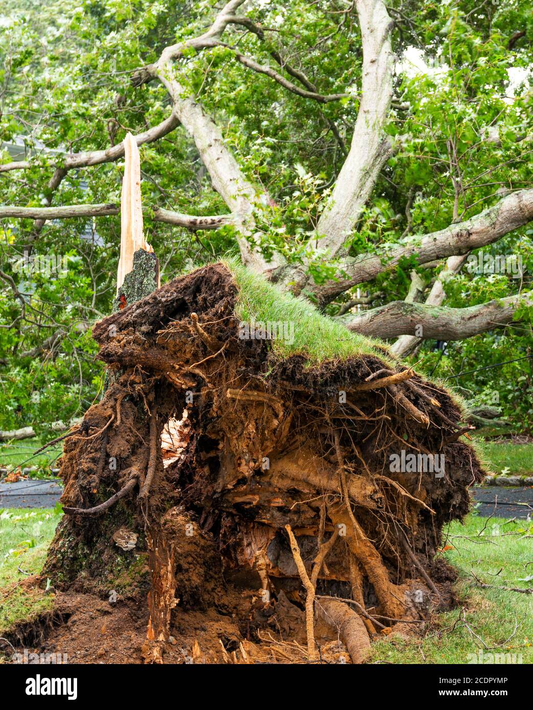 The bottom of a tree with its roots ripped up that toppled over during ...