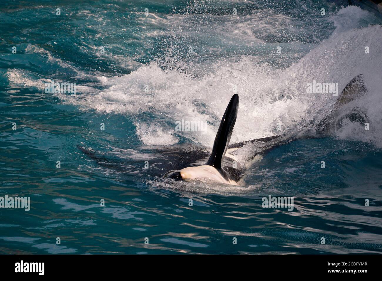 Closeup killer whale (Orcinus orca) swimming fast in blue water Stock ...