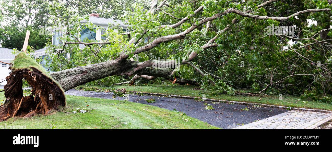 Horizontal view of a tree and its roots that came crashing down over ...