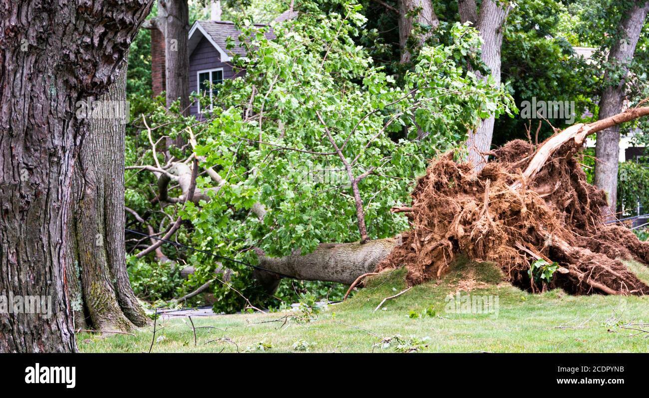A tree is blown down during tropical storm Isaias knocking down ...